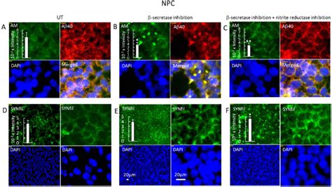 Inhibition Of Nitrite Reduction Abolishes Coclustering Of Hs Anman And