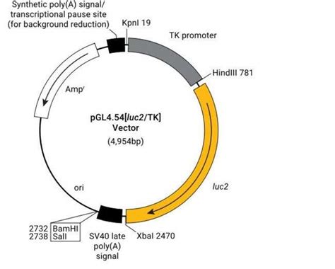 Pgl4 54[luc2 Tk]质粒图谱、载体图谱、序列、价格、抗性、测序引物、大小等信息 生物风载体