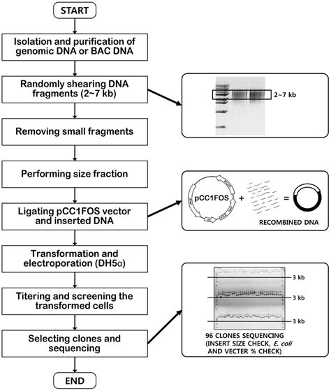 Flow Chart Depicting Shotgun Library Construction Genomic Dna Or Bac