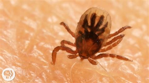 Bugs That Look Like Ticks
