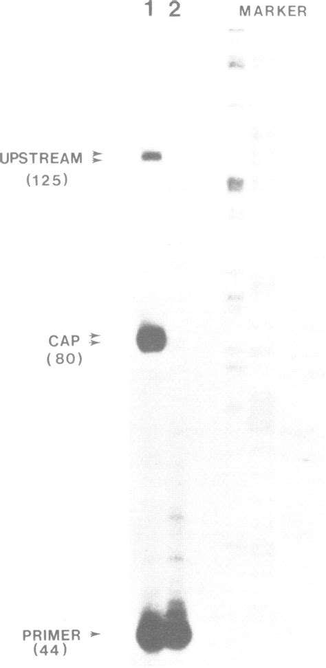 Primer Extension Analysis Of Rna Isolated From Cos 7 Cells Transfected