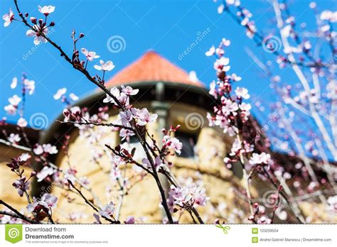 Cherry Tree Branches Covered In Flowers On A Sunny Day Stock Photo