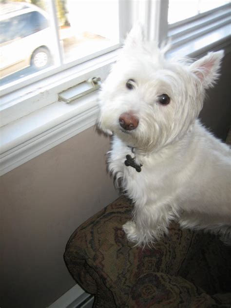 Trix By Sweetcrimson On Deviantart