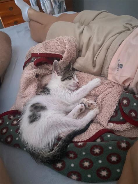 Milo Tarzan é Uma Máquina De Ronrons Quem Se Apaixona Por Este Bebé Pit