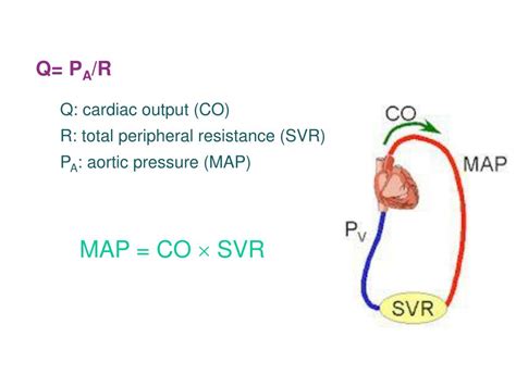Ppt Cardiovascular Physiology Powerpoint Presentation Free Download