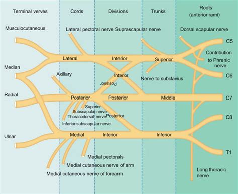 Brachial Plexus Disorders Springer Nature Link
