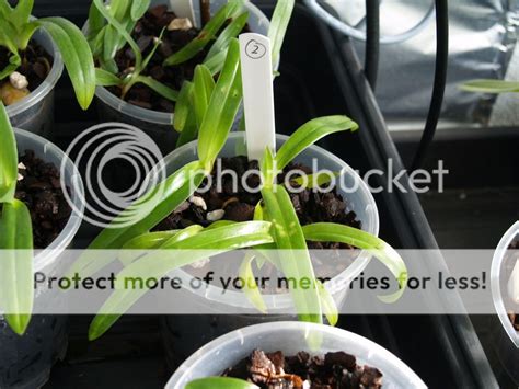 Flask Progress Slippertalk Orchid Forum