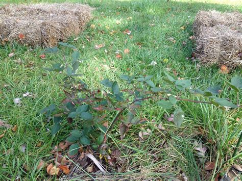 Blackberry And Raspberry Propagation By Layering Kw Homestead