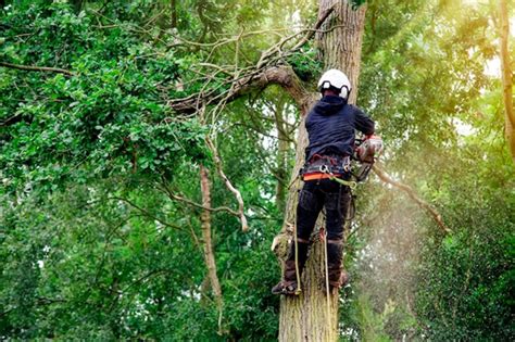 Why You Should Trim Your Trees This Spring North Shore Magazine