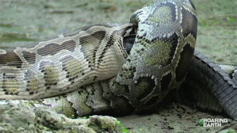 You Wont Believe Python Vs Alligator Python Eats Alligator Alive Youtube