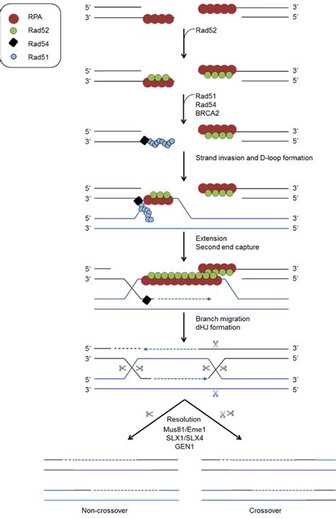 Homologous Recombination Repair Of Dbss Dna End Resection Results In Download Scientific