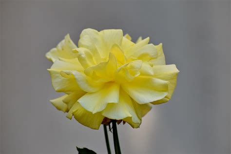 무료 사진 포커스 장미 노란 공장 노란색 꽃 꽃잎 자연 잎 플로 라