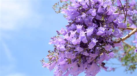 Árbol De Jacarandas Dale Estos Cuidados Para Que Dé Muchas Flores