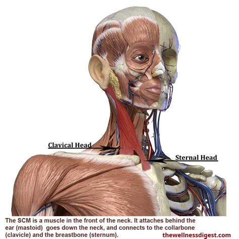Sternocleidomastoid Muscles Affects Head Eyes Sinus Ears Throat