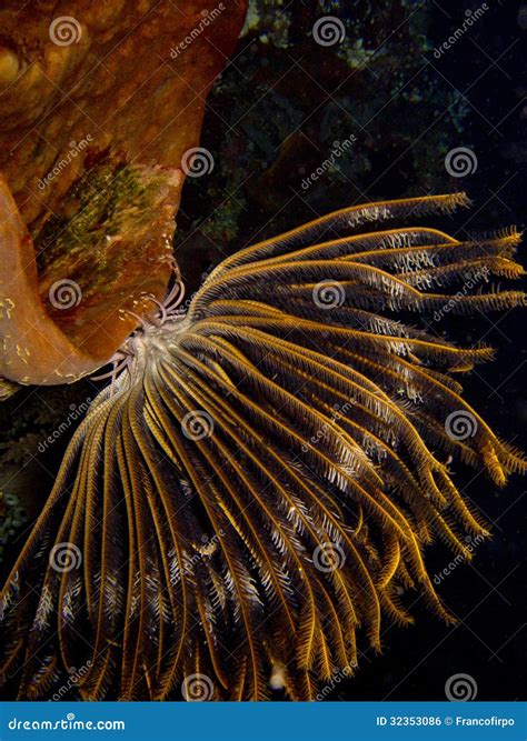 Class Crinoidea