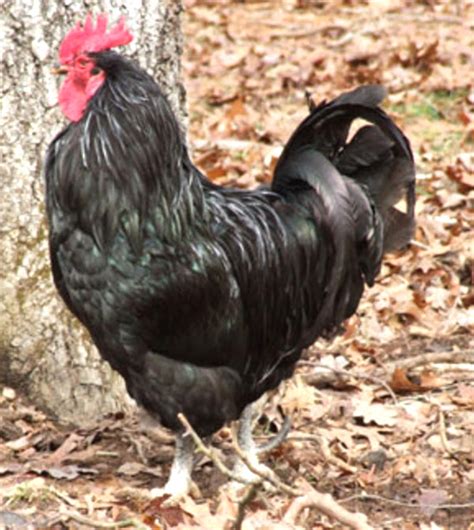 Java Chicken Origin Characteristics Uses Photo