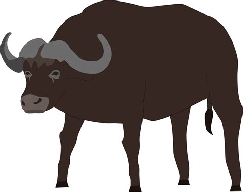 Download African Buffalo Buffalo Wildlife Royalty Free Vector