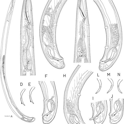 A D Trichodorus Onubensis N Sp A Entire View Male Holotype B