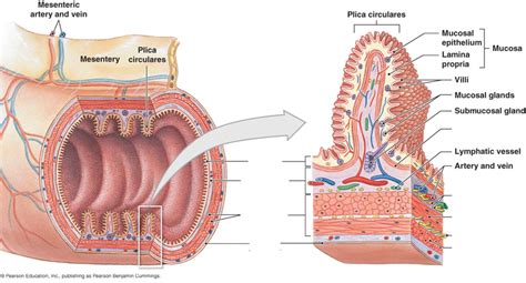 Diagram Histology Digestive Tract 2 2018 Quizlet