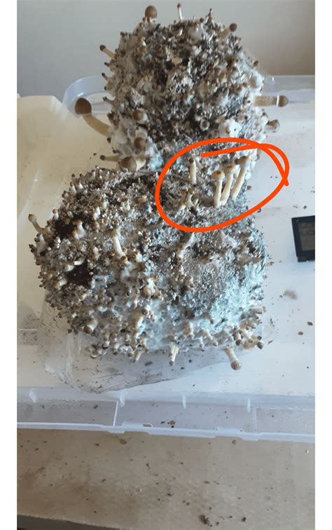 Abort Tek 😆 Rmycologyandgenetics Abort Tek 😆 Rmycologyandgenetics