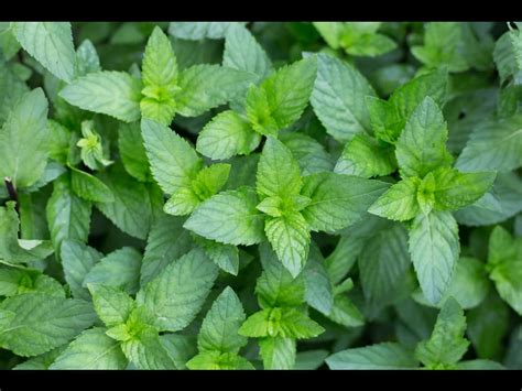 Menthe Sauvage Une Plante Aux Mille Vertus Pour Votre Bien être