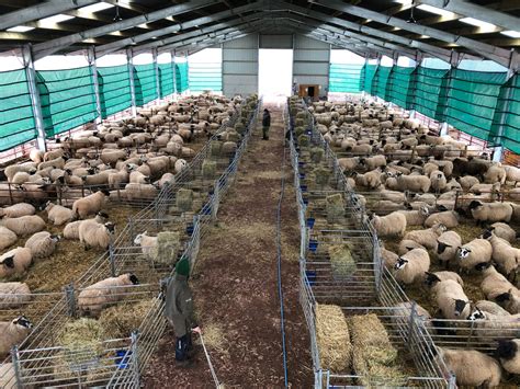 Sheep Sheds Custom Steel Housing For Uk Sheep Farms Thorburn Group