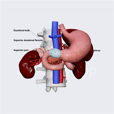 Superior Part Of Duodenum Anatomy App