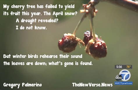 Thenewversenews My Cherry Tree Has Failed To Yield