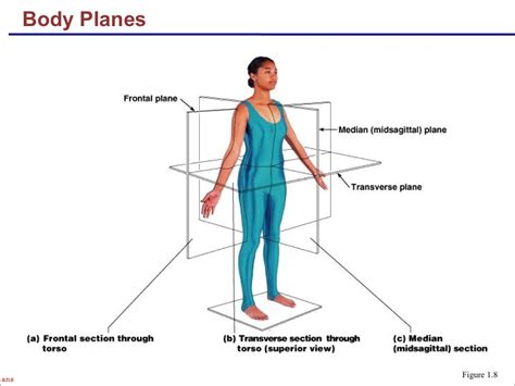 Planes And Sections Of The Human Body Human Body Vocabulary Human