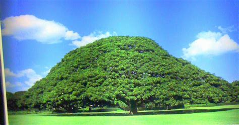 Nicks Journal Hitachi Tree