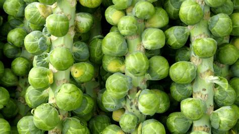 Brussel Sprouts Grow Above Ground At Noah Hargrave Blog