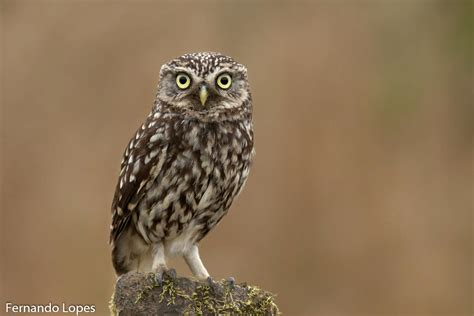 Fernando Lopes Insearchpk