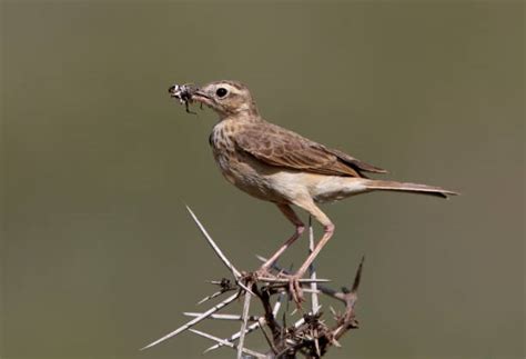 560 African Pipit Foto Foto Stok Potret And Gambar Bebas Royalti Istock