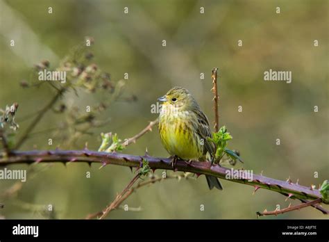 Yellowhammer Emberiza Citrinella On Bramble With Nice Background