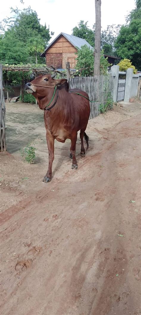 မကွေးတိုင်း မြို့သစ် မြို့နယ် နွားဝါသနာရှင်များ အဖွဲ့စည်း