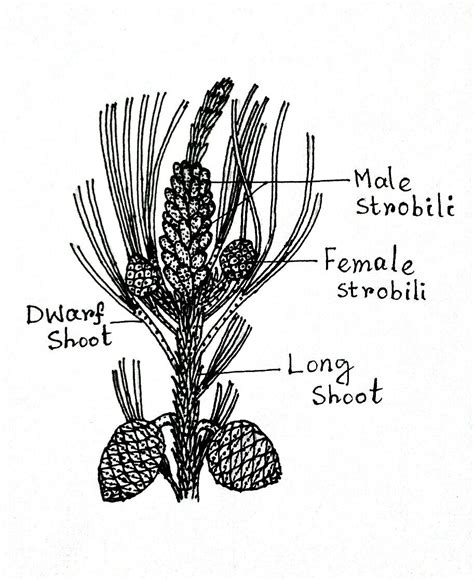 Coniferales Morphology Reproduction Gametophytic Generation