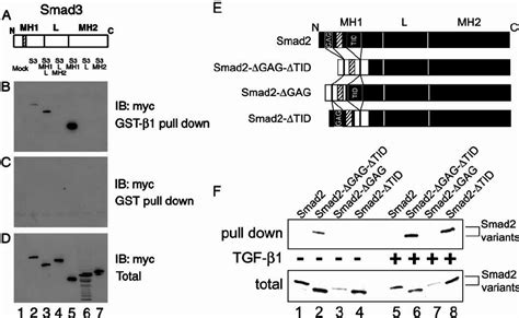 Importin ␤ 1 Interacts Specifically With The Smad3 Mh1 Domain But Not Download Scientific