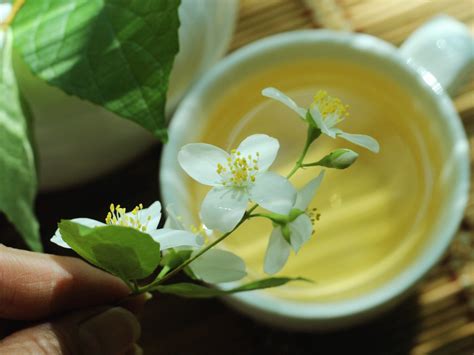 향긋한 자스민차 효능과 부작용은 무엇일까 먹는 법 보관법 재스민효능