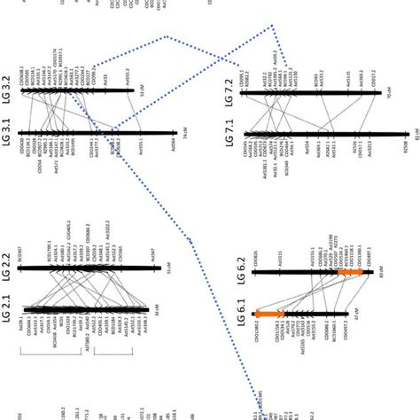 Est Rflp Genetic Linkage Map Of Creeping Bentgrass Two Different Download Scientific Diagram