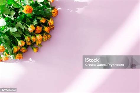 그림자와 복사 공간이 보라색 색 종이 배경의 구석에 장미의 꽃다발 0명에 대한 스톡 사진 및 기타 이미지 0명 개념 꽃 나무 Istock