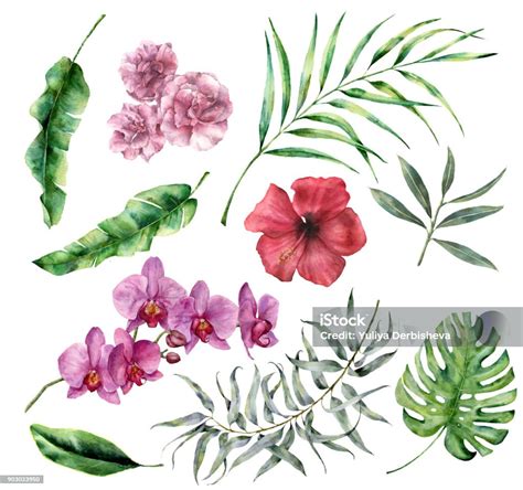 수채화 열 대 꽃과 잎으로 설정입니다 손이 그린된 팜 몬스 테라 히 비 스커 스 난초 서양 협 죽도 유칼립투스 팜 가지 흰색