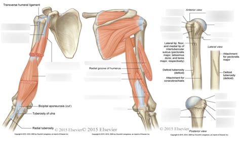 Label Arm Muscles And Distal Humerus Diagram Quizlet