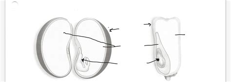 Bean Seed Eudicot And Corn Seed Monocot Diagram Quizlet