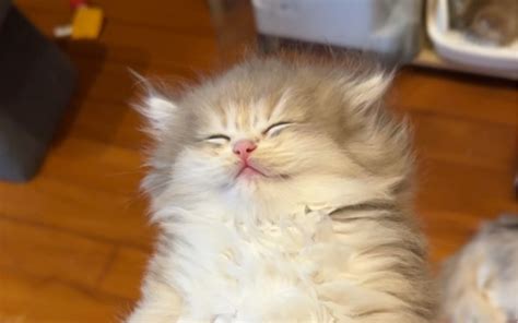 送一个玩累了的小朋友回床上睡午觉 邓峰萌萌摔肿了 邓峰萌萌摔肿了 哔哩哔哩视频 送一个玩累了的小朋友回床上睡午觉 邓峰萌萌摔肿了 邓峰萌萌摔肿了 哔哩哔哩视频