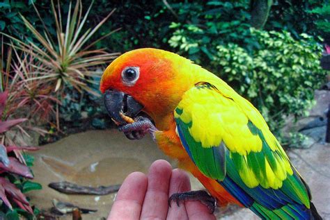 La Conure Soleil Aratinga Solstitialis Oiseaux Exotiques