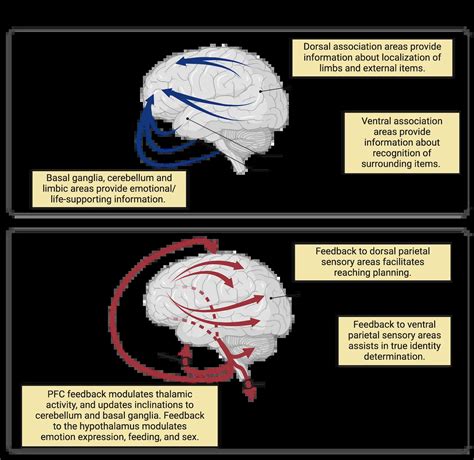 10 3 Our Brain Gets Involved Responsibilities Of Upper Motor Systems Introduction To