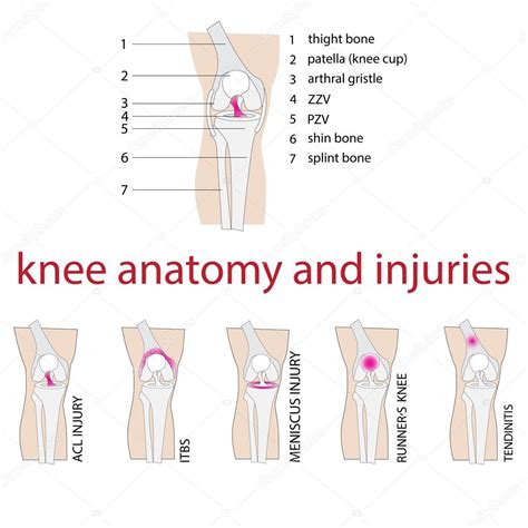 Knee Anatomy — Stock Vector © Paveu 84832914