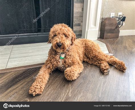 Cocker Spaniel Poodle Mix