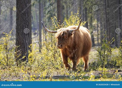Photo Of A Bos Taurus Taurus In A Forest In Scottish Highland Stock