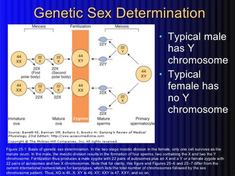 Intersex Genitalia Diagram Intersex Genitalia Diagram